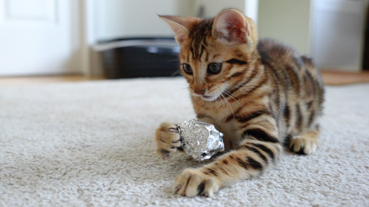 Kitten plays tin foil football - YouTube