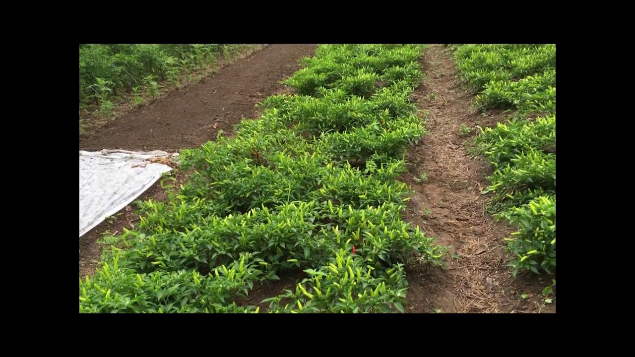 Bhutanese Farm Tour Clip - YouTube