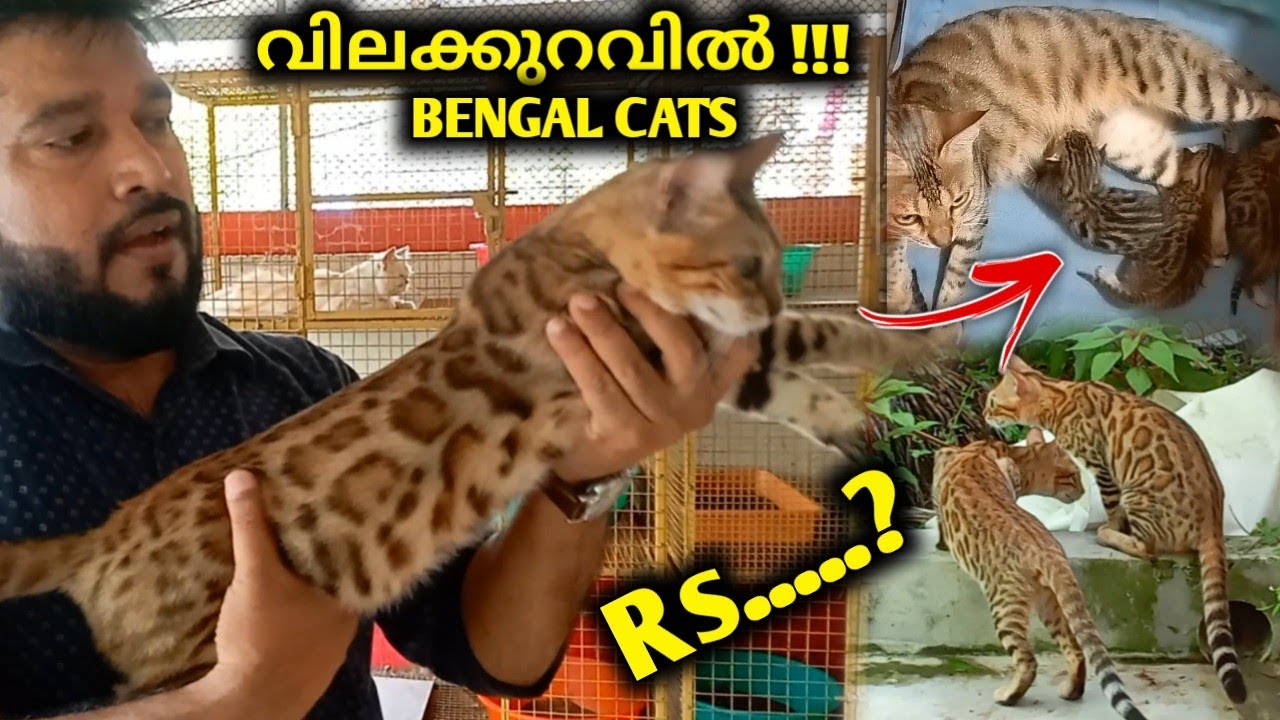 ബംഗാൾ പൂച്ച വില്പനക്ക് ... 🐱Bengal Cat Sale🤩 - YouTube