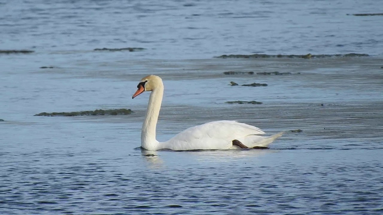 Rare Mute Swan in Iowa by WillCFish Tips and Tricks. - YouTube