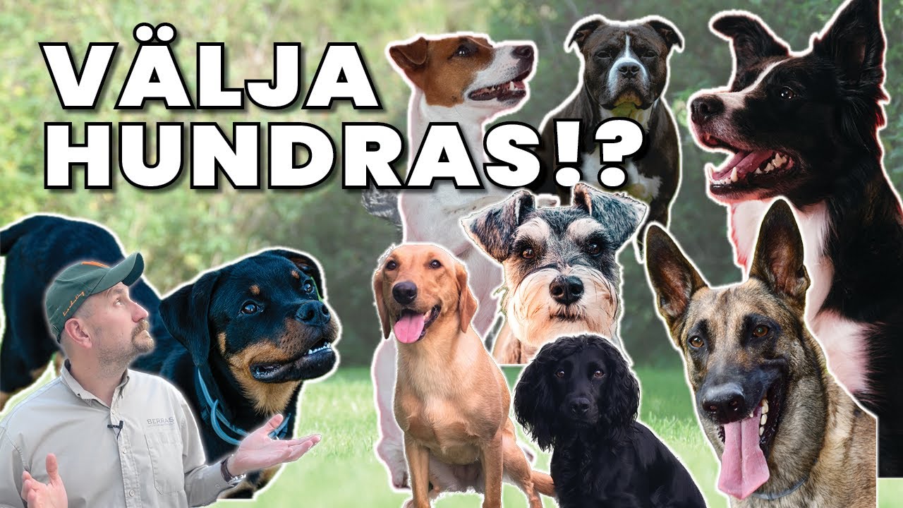Tänk på detta INNAN ni väljer Hundras! - YouTube