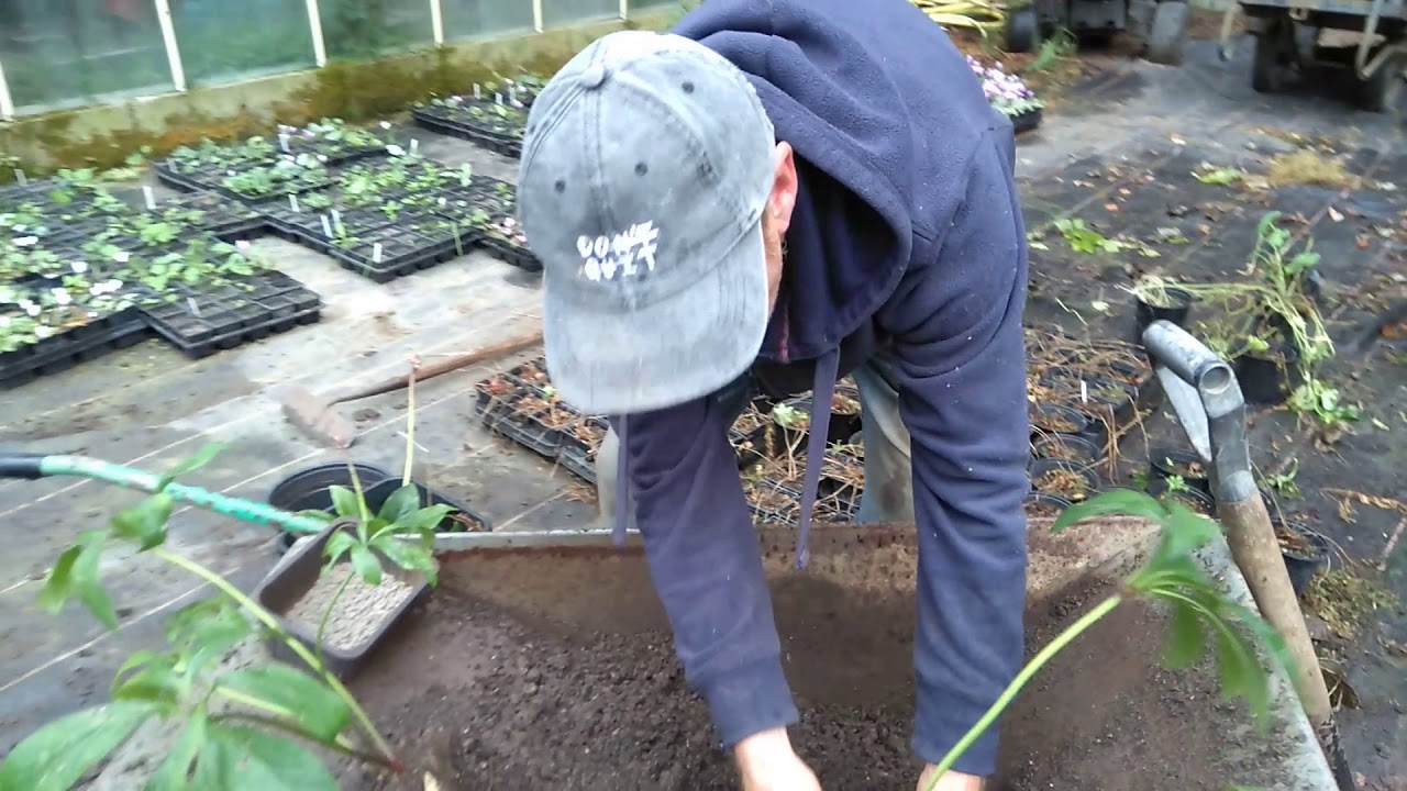 How to divide hellebore - YouTube