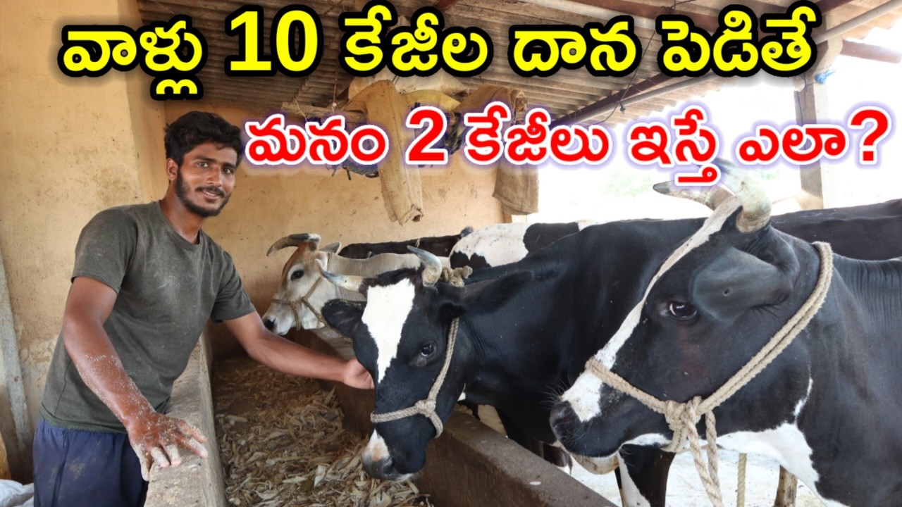 మనం ఇచ్చే దాన 2kg, వాళ్ళు ఇచ్చేది 10kg How to take care of hf cow @MalleshAdla - YouTube