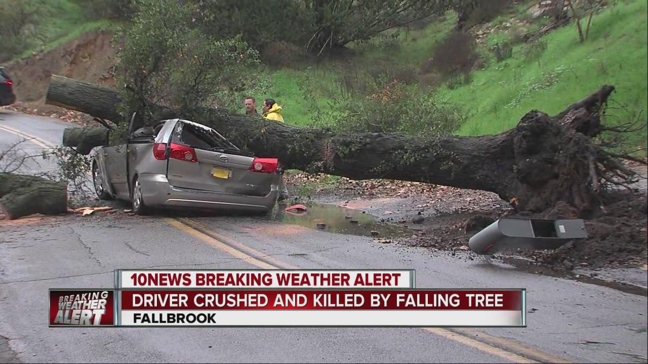 Driver crushed, killed by falling tree - YouTube