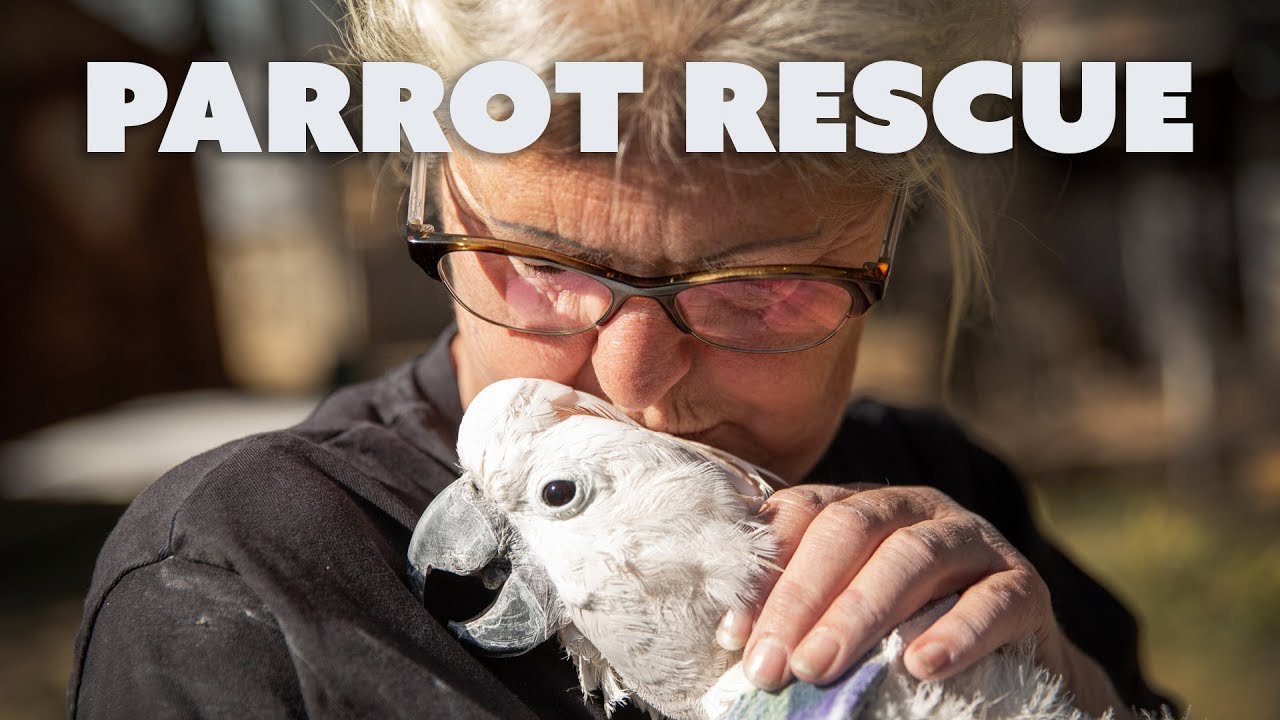 Abused and Abandoned Parrots Find Salvation - YouTube