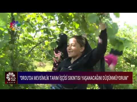 mevsimlik fındık işçileri gelebilecek mi ? kötü günler geride kaldı;daha .....