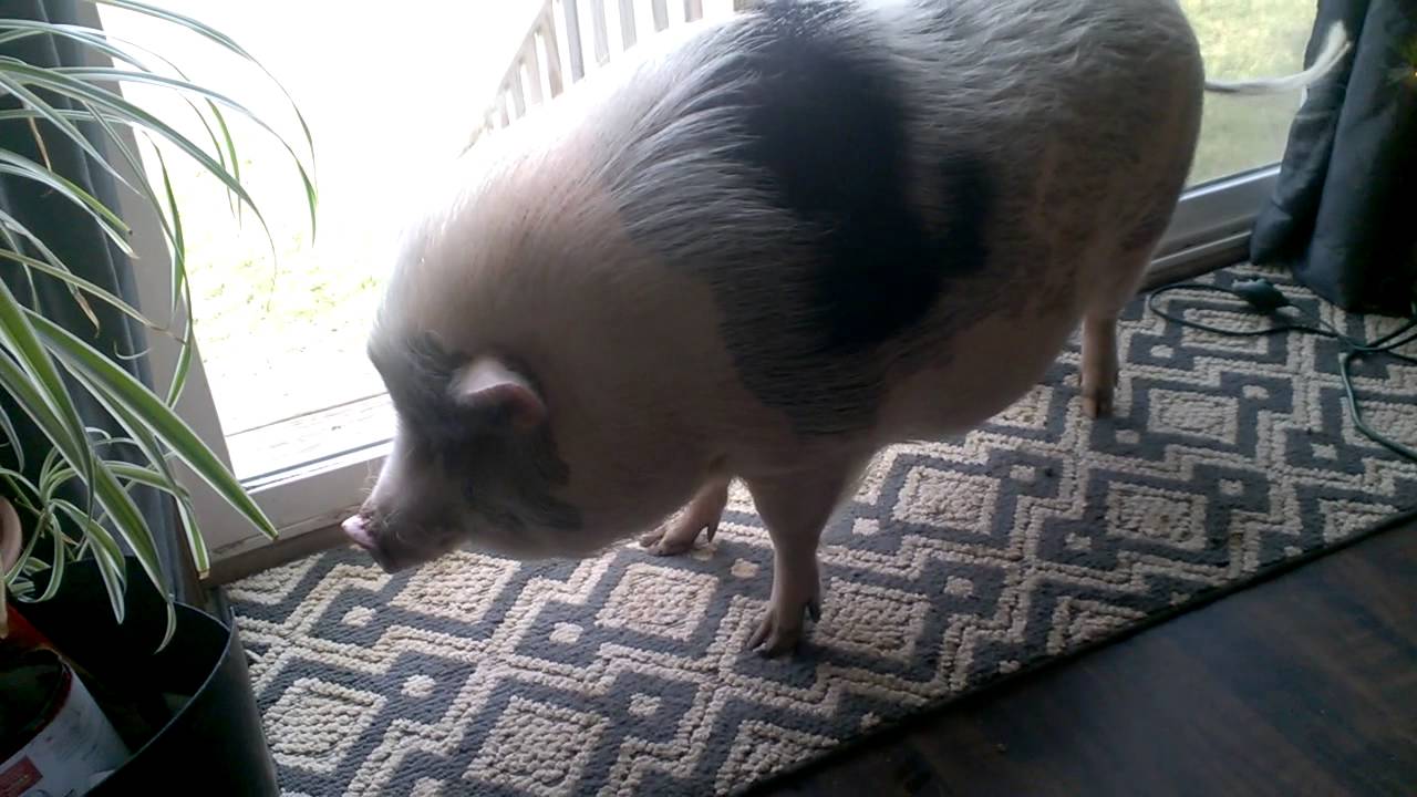 Bits the Pig squealing by the door. - YouTube