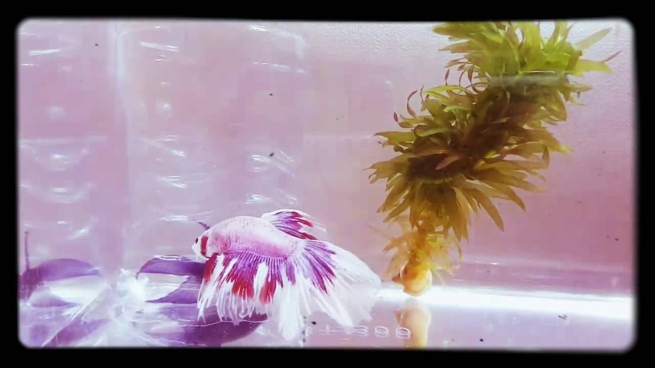 Betta fish attack with shark Style - YouTube