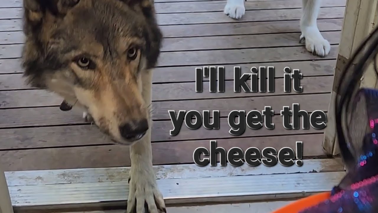 Wolf says, "I'll protect you, Bob!" #petwolf #wolfpup #wolfdog - YouTube