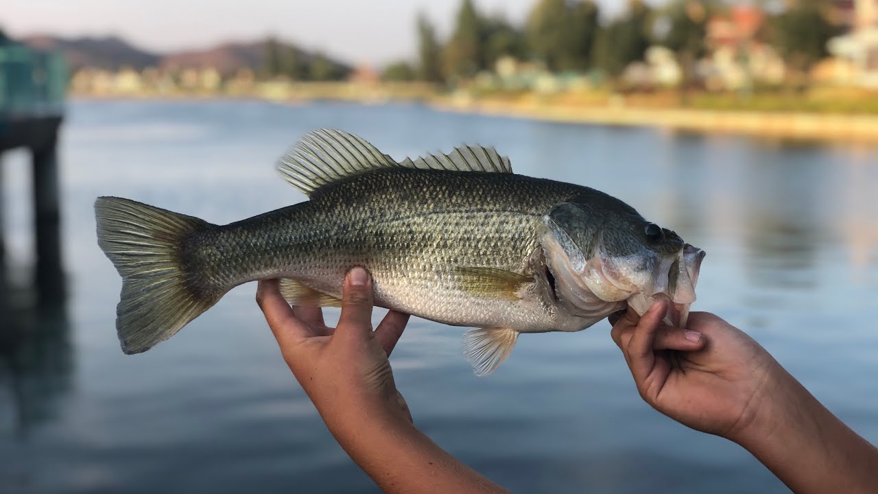 Menifee lakes fall bass fishing 🚫private lake🚫 - YouTube