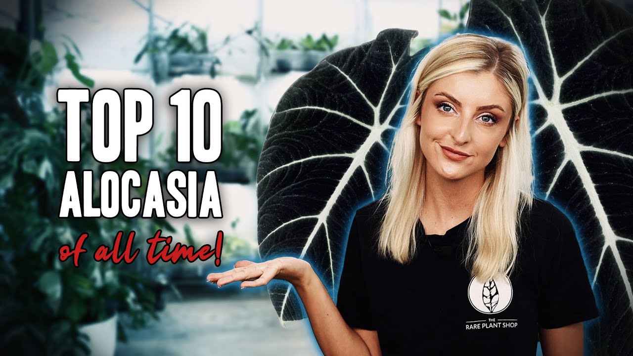 My Top Favourite Alocasia OF ALL TIME! - YouTube