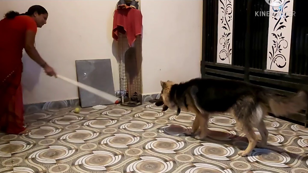 Gsd dog Playing ipl cricket with my mom - YouTube
