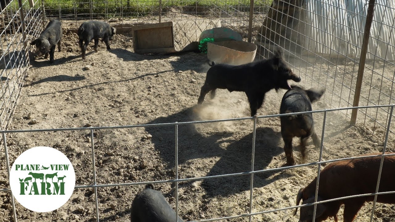 Weaning Pigs - Why Are These Piglets Fighting? - YouTube