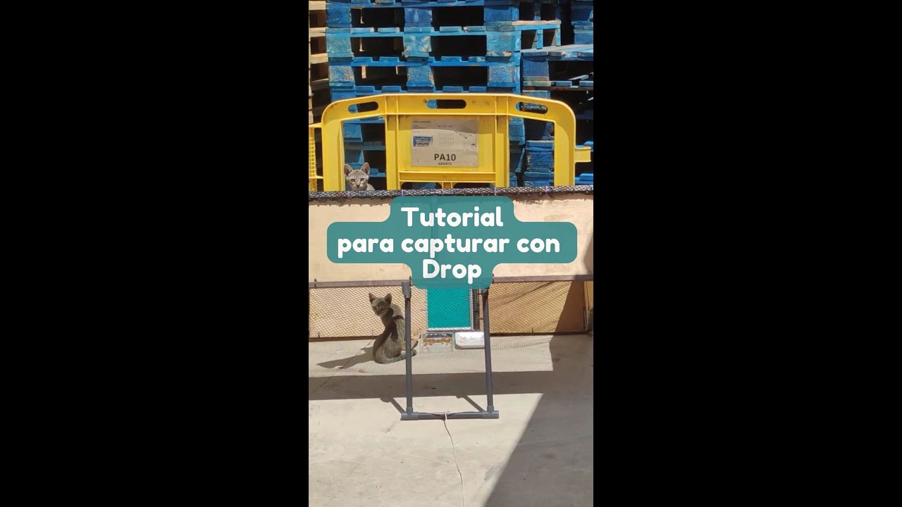 TUTORIAL PARA CAPTURAR GATOS CON DROP - YouTube