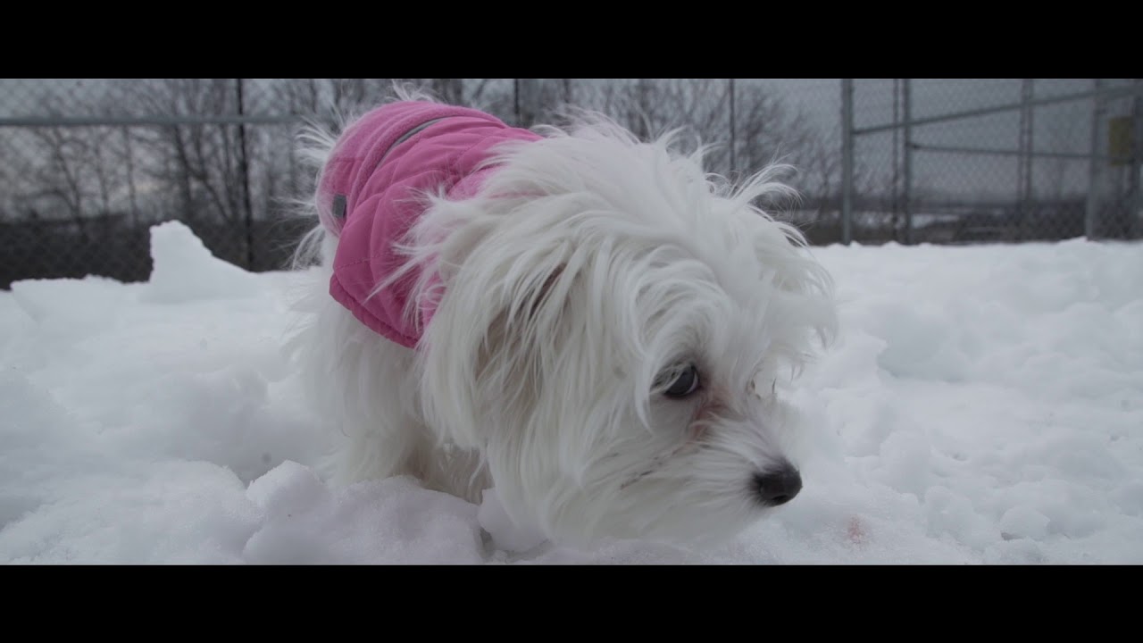 Sarah - City of Hamilton Animal Control - YouTube