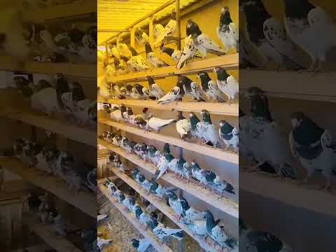 Teddy pigeons 👑😎🔥💯🕊️ || #teddy #pigeon #viralvideo #bird #kabutarlover #kabutar #shorts #shortvideos