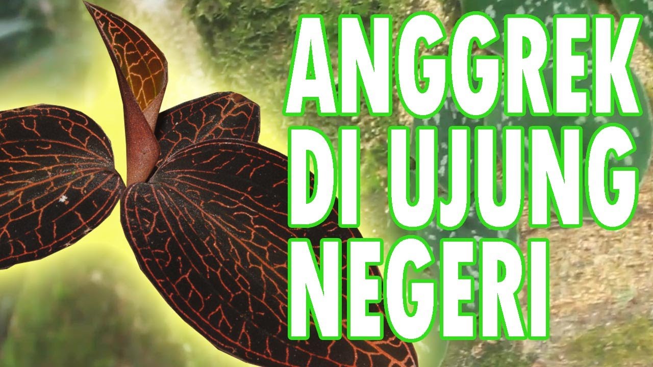 Berburu Anggrek Permata (Jewel Orchid) di Ekor Borneo - YouTube