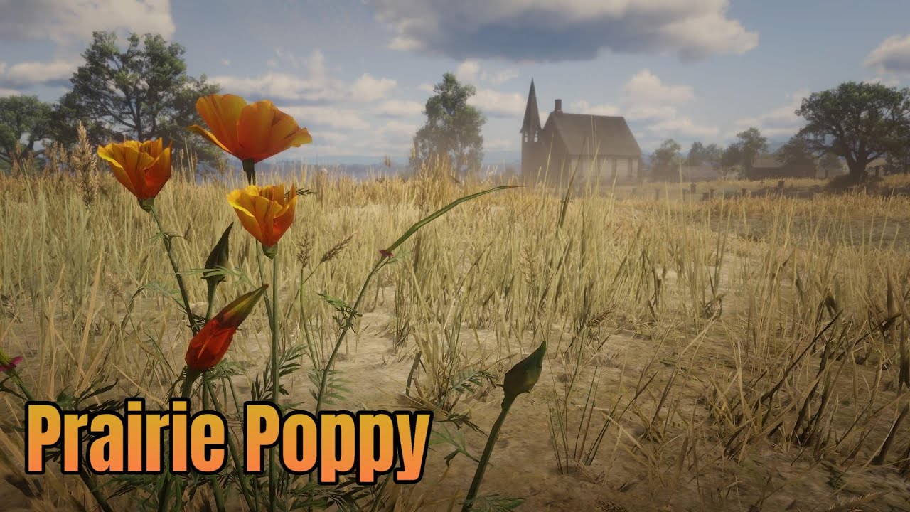 Prairie Poppy Near Blackwater - Plus Dutch Warmblood Broken Bridge Jump ...