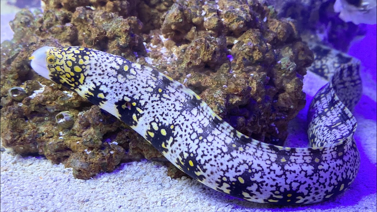 Snowflake Eel | Snowflake Moray | Echidna nebulosa - YouTube