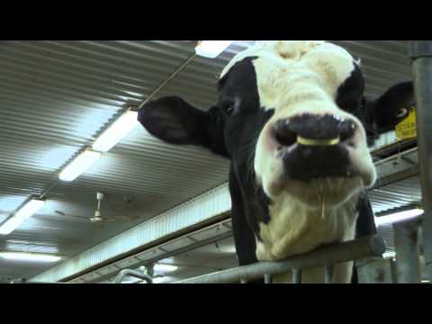 Semex Corporate Video