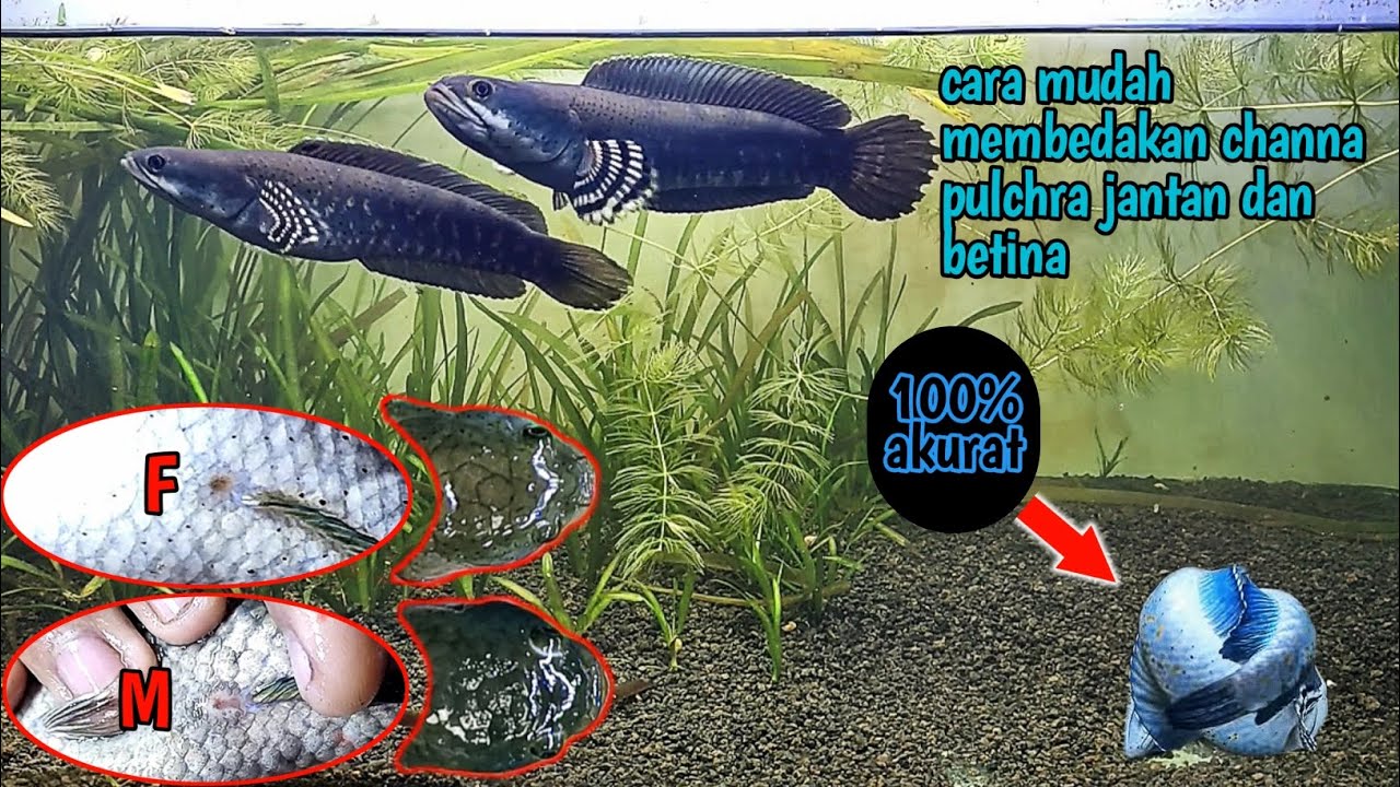 cara membedakan jenis kelamin ikan channa pulcra jantan dan betina ...