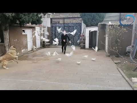 Əli Mirəliyev göyərçinlərini göyə uçurur, iti ilə oynayır