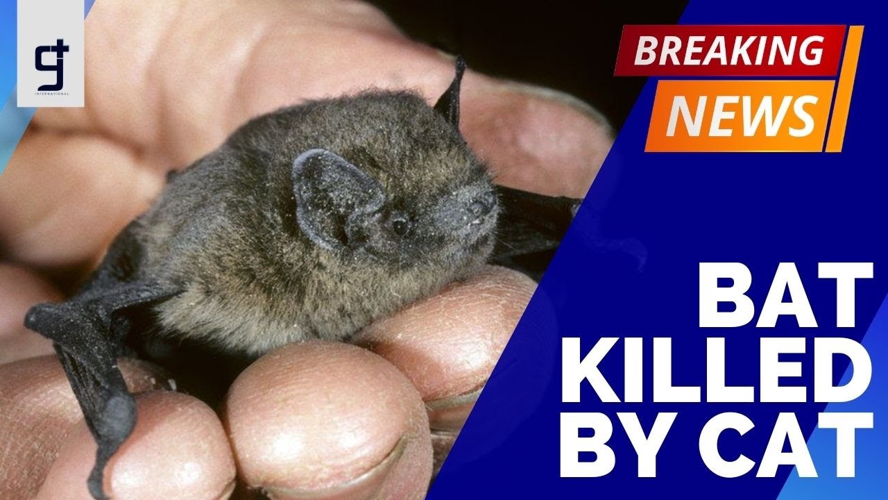 Bat killed by cat after record 1,200-mile journey - YouTube