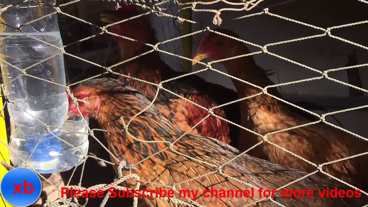 Awesome DIY idea | How to chicken water bucket | Life hack - YouTube