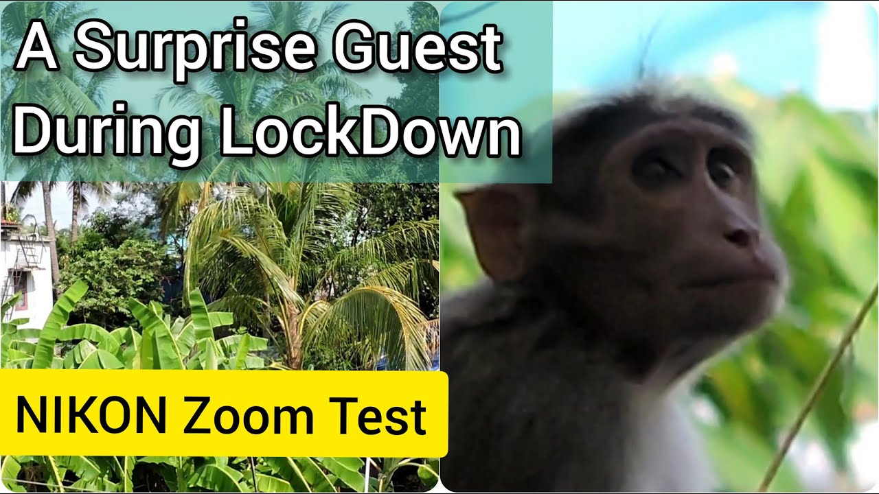 Zoom Test: Surprise guest in our Colony - Monkey | Nikon 42x Optical ...