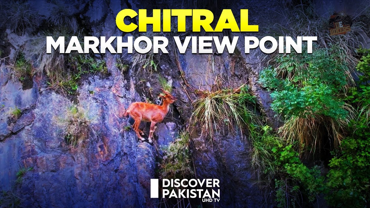 Chitral Ka Markhor View Point | Discover Pakistan TV - YouTube