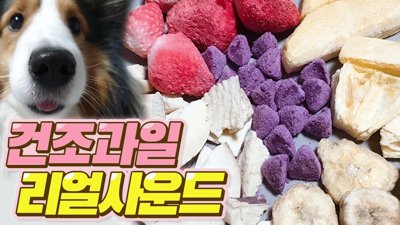 동결건조과일 먹방 Asmr Freeze Dried Fruits Youtube