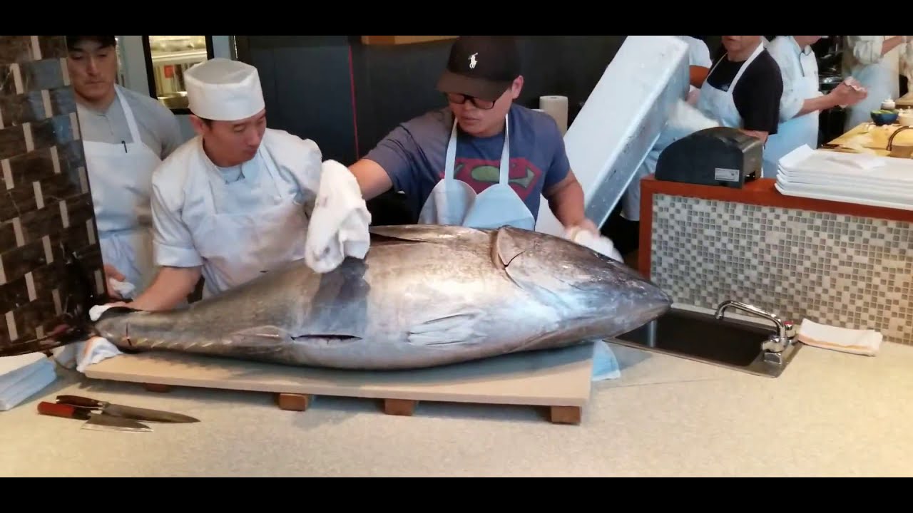 Tuna Tuesday at Tomo Japanese Restaurant Atlanta, GA - YouTube