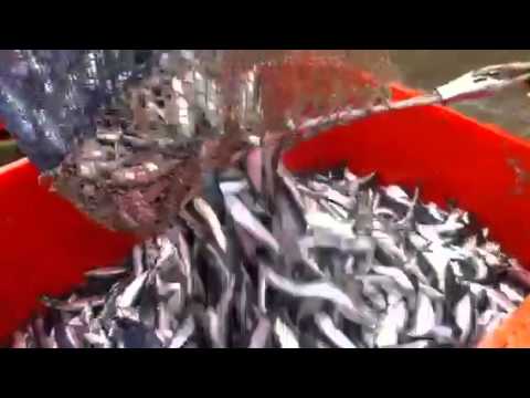 Cornish Sardine ring netter landing 25 tons in Newlyn part 3 - YouTube