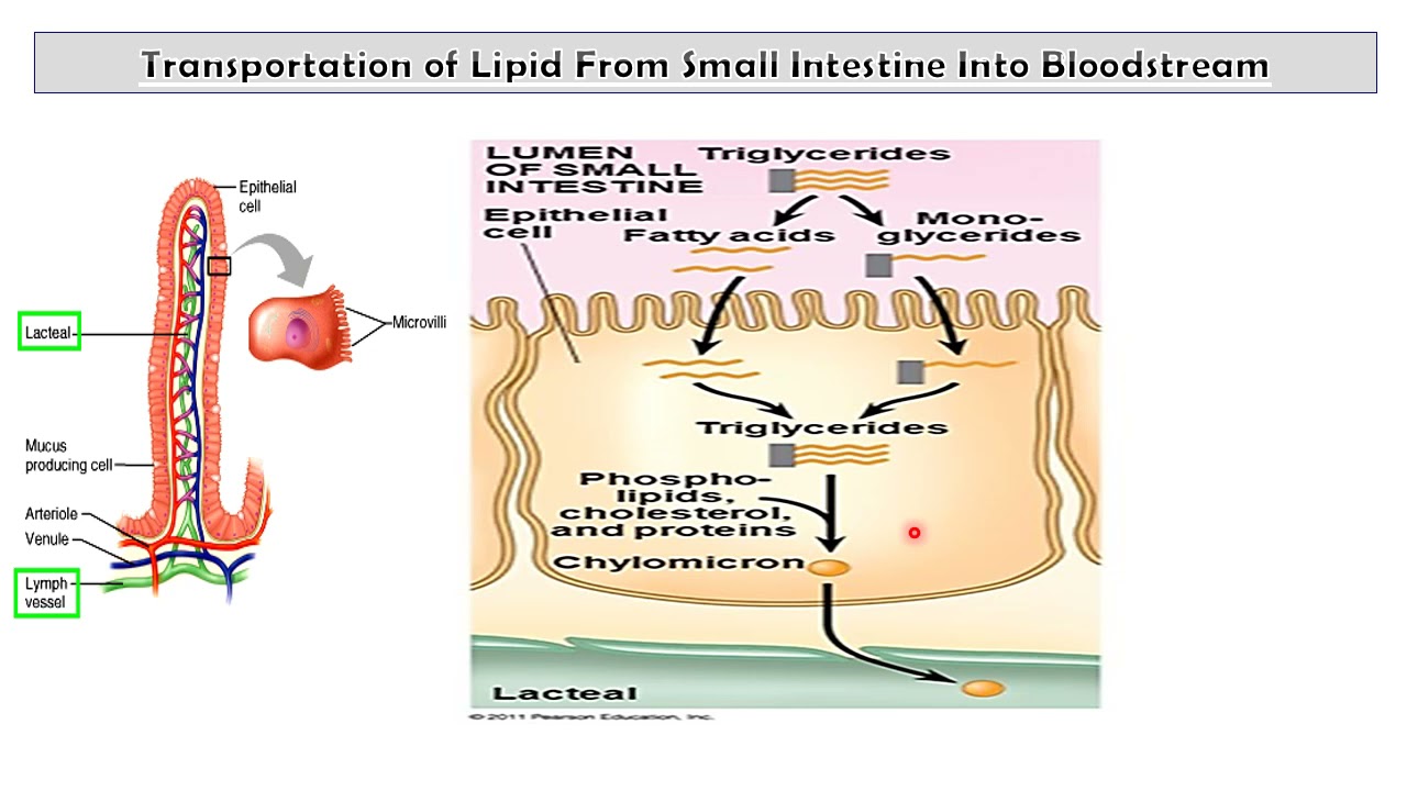SB 025 - 8.2: Transportation of Lipid From Small Intestine Into ...