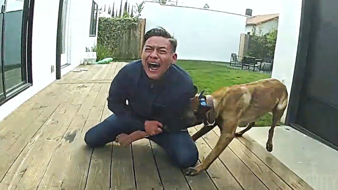 Police Dog Tracks Down Suspect Fleeing From LA Cops - YouTube