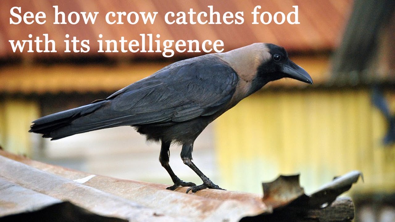 See how crow catches food with its intelligence - YouTube