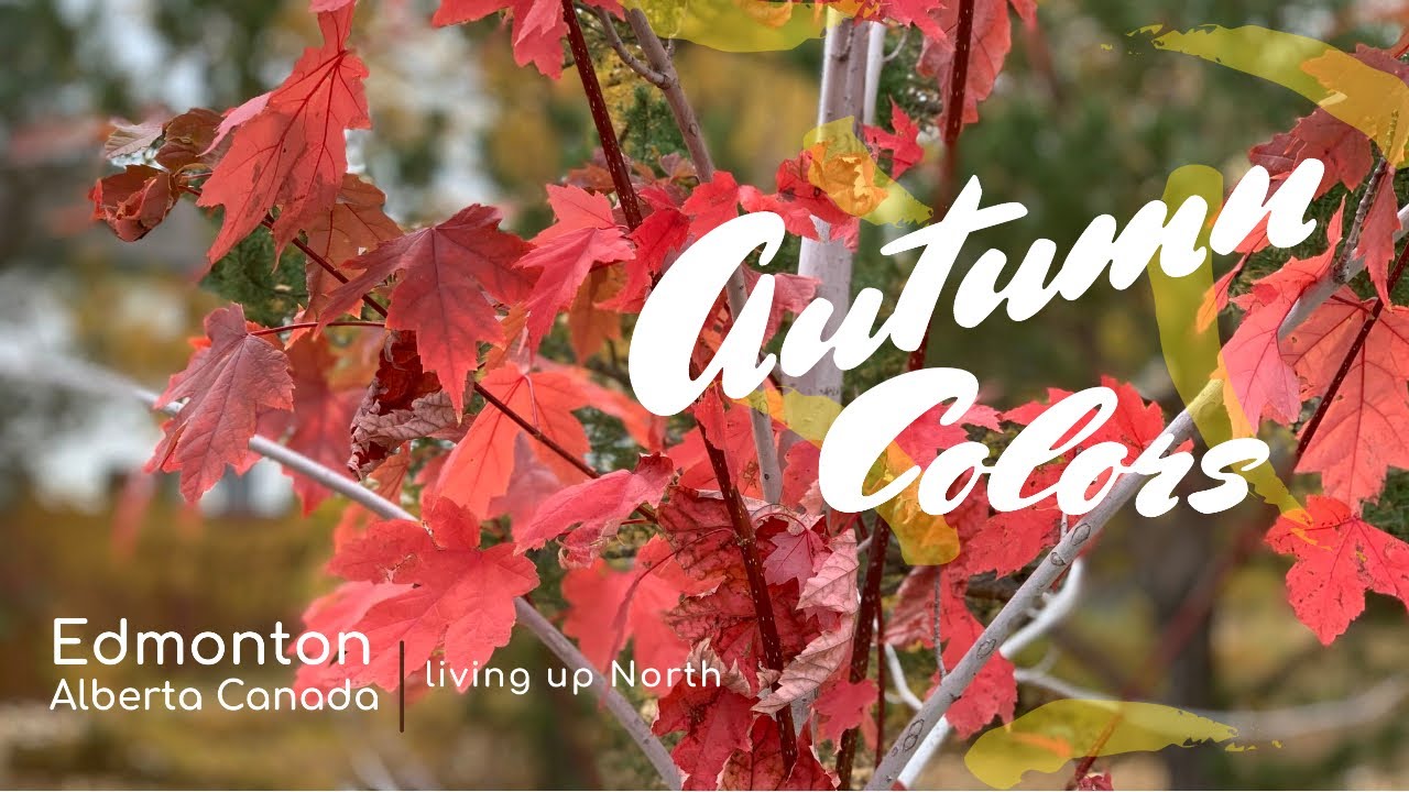 Autumn Colours in Edmonton Alberta Canada - YouTube
