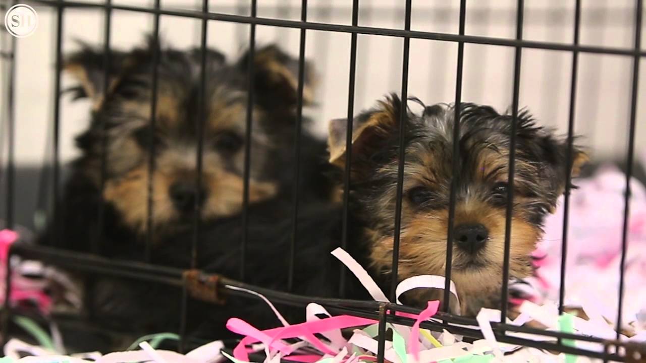 Yorkshire terriers taken from 'back yard breeding' operation - YouTube