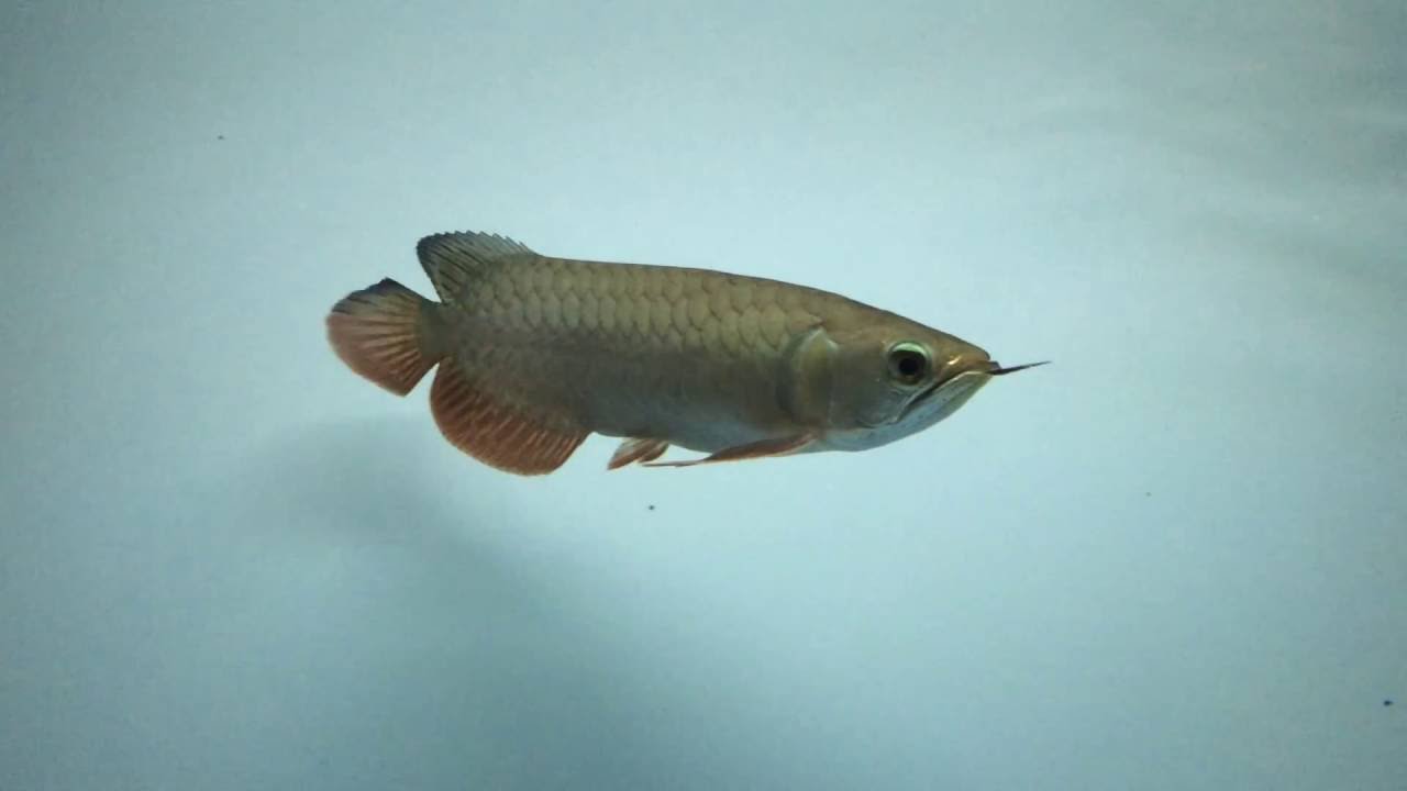 Arowana Baby RTG - YouTube