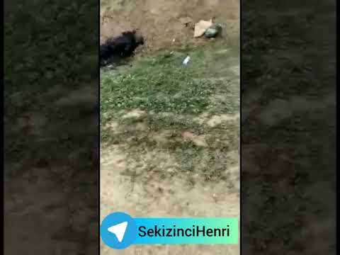 ermeni leşleri 5