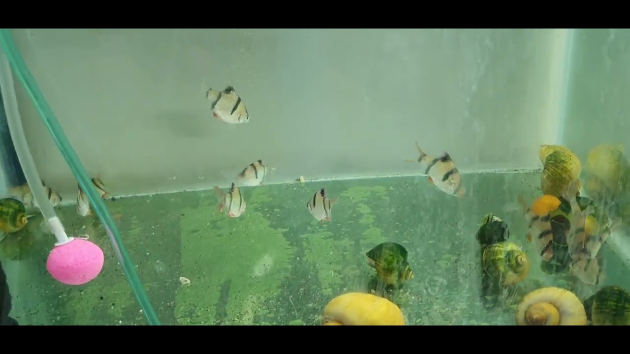 Tiger Barb Aquarium | Tiger Barb Care - YouTube
