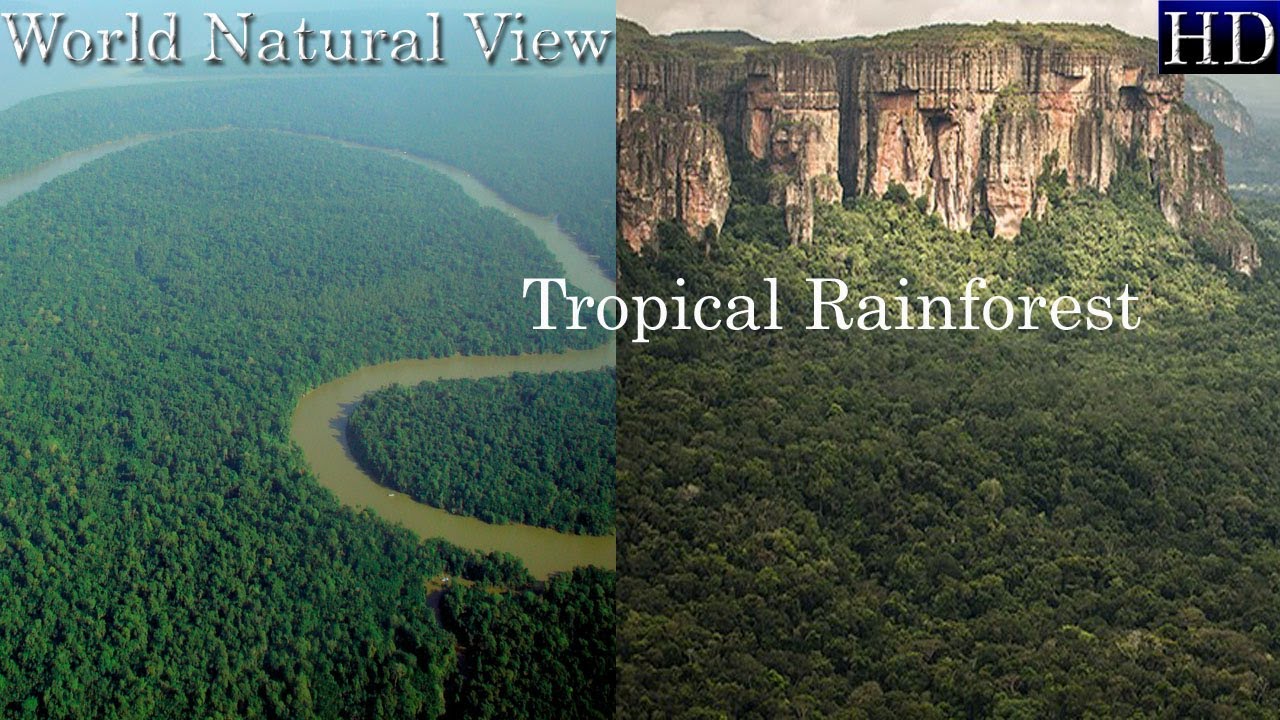 The World’s Largest Tropical Rainforest | 8K HDR | 8K ULTRA HD | 4K, 4k ...