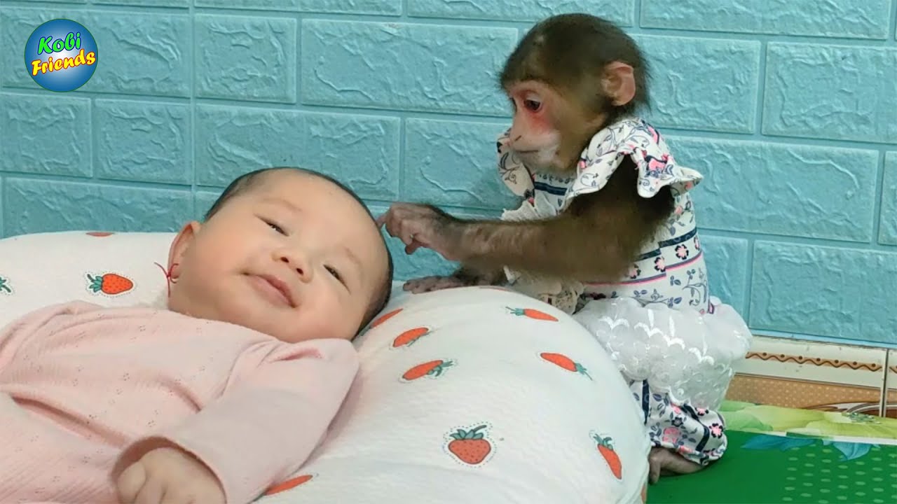 Kobi Monkey practices taking care of baby Ceri - YouTube