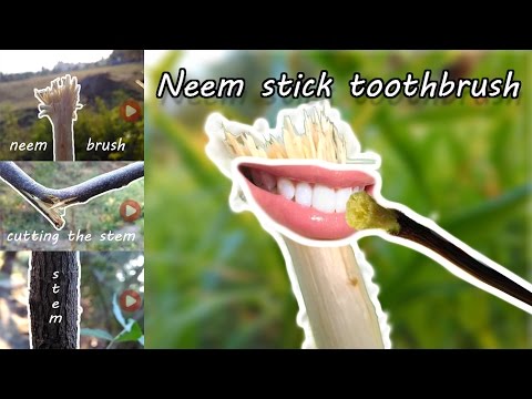 Neem stick toothbrush - YouTube