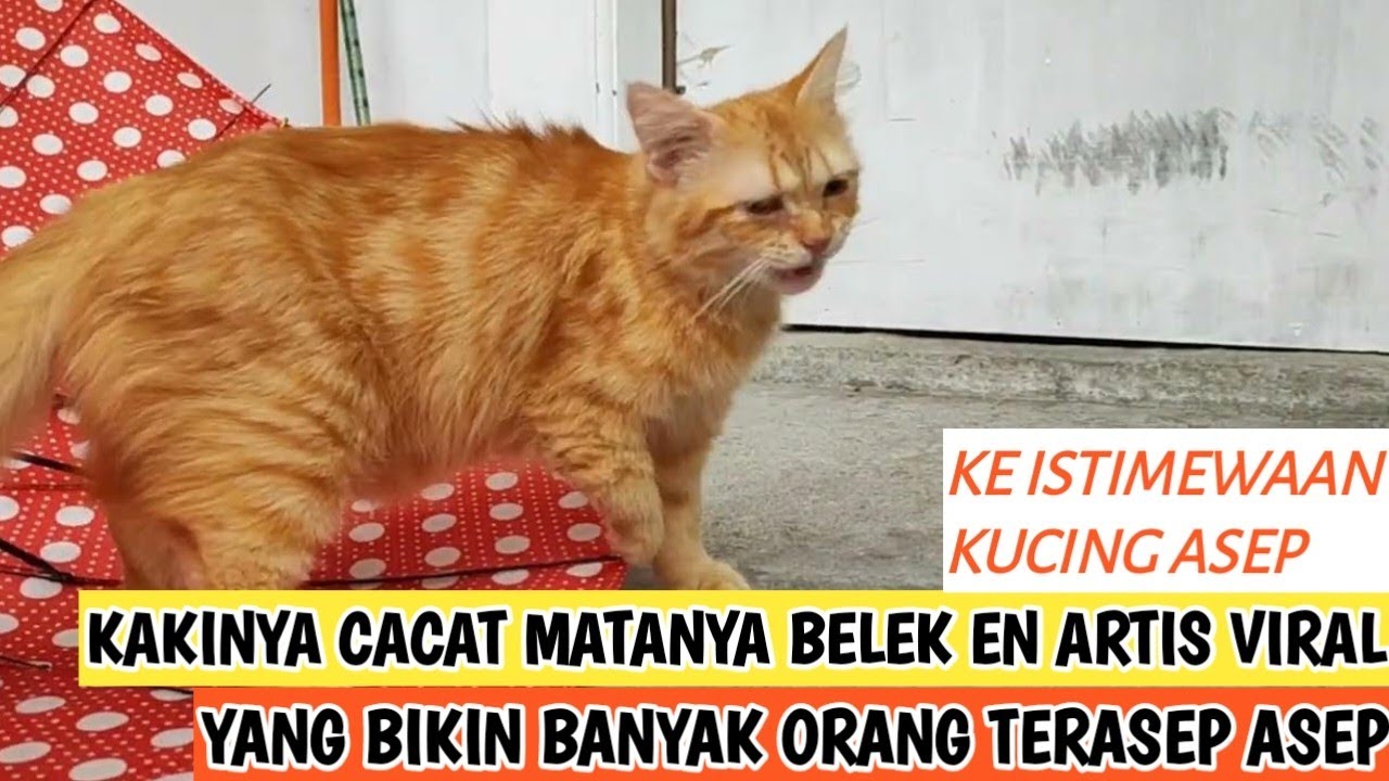 KAKINYA CACAT MATA BELEK EN JADI ARTIS VIRAL YANG BIKIN ORANG TERASEP ...