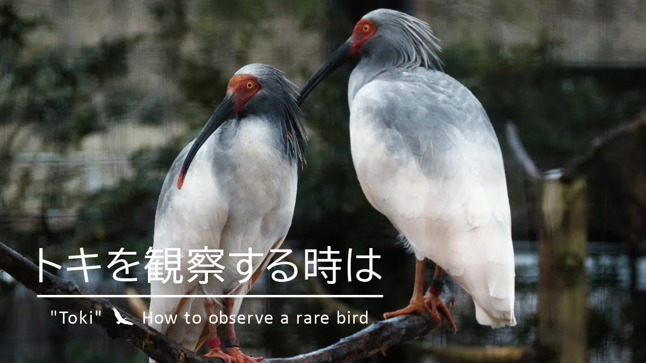 "Toki" －How to observe a rare bird－ - YouTube