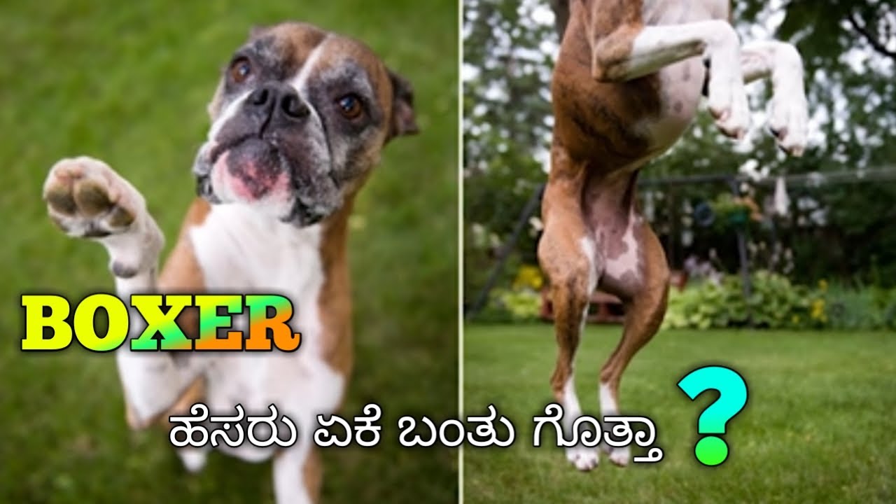 Boxer dog facts in Kannada 2020 /pet care Kannada / - YouTube