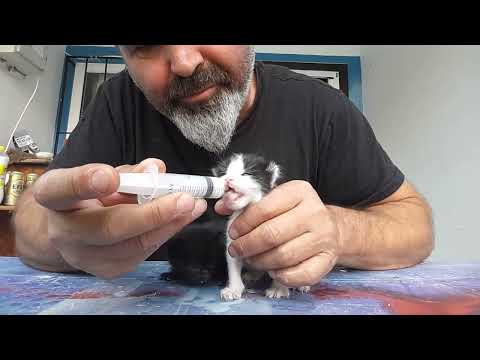 Annesiz yavru kediler nasıl beslenir bilen varmı ?#kediler .#cats
