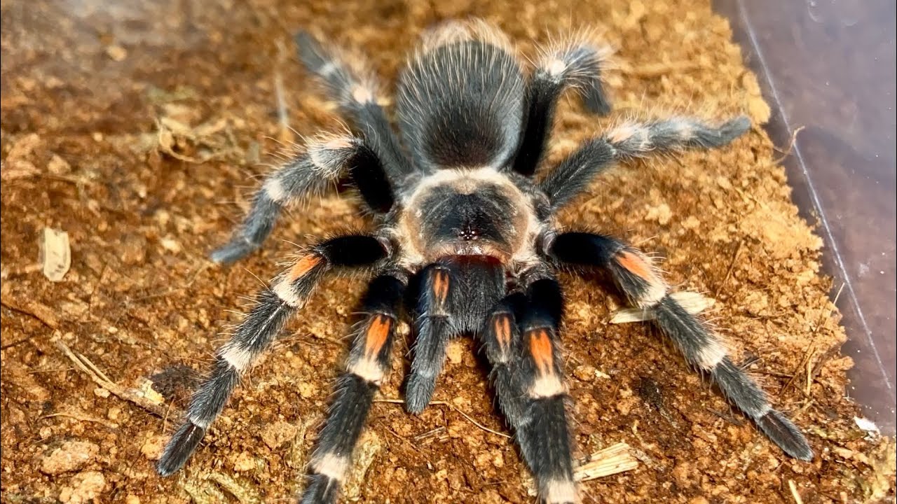 MEXICAN FLAME KNEE TARANTULA (Brachypelma Auratum ) 🕷️🕷️🕷️ - YouTube