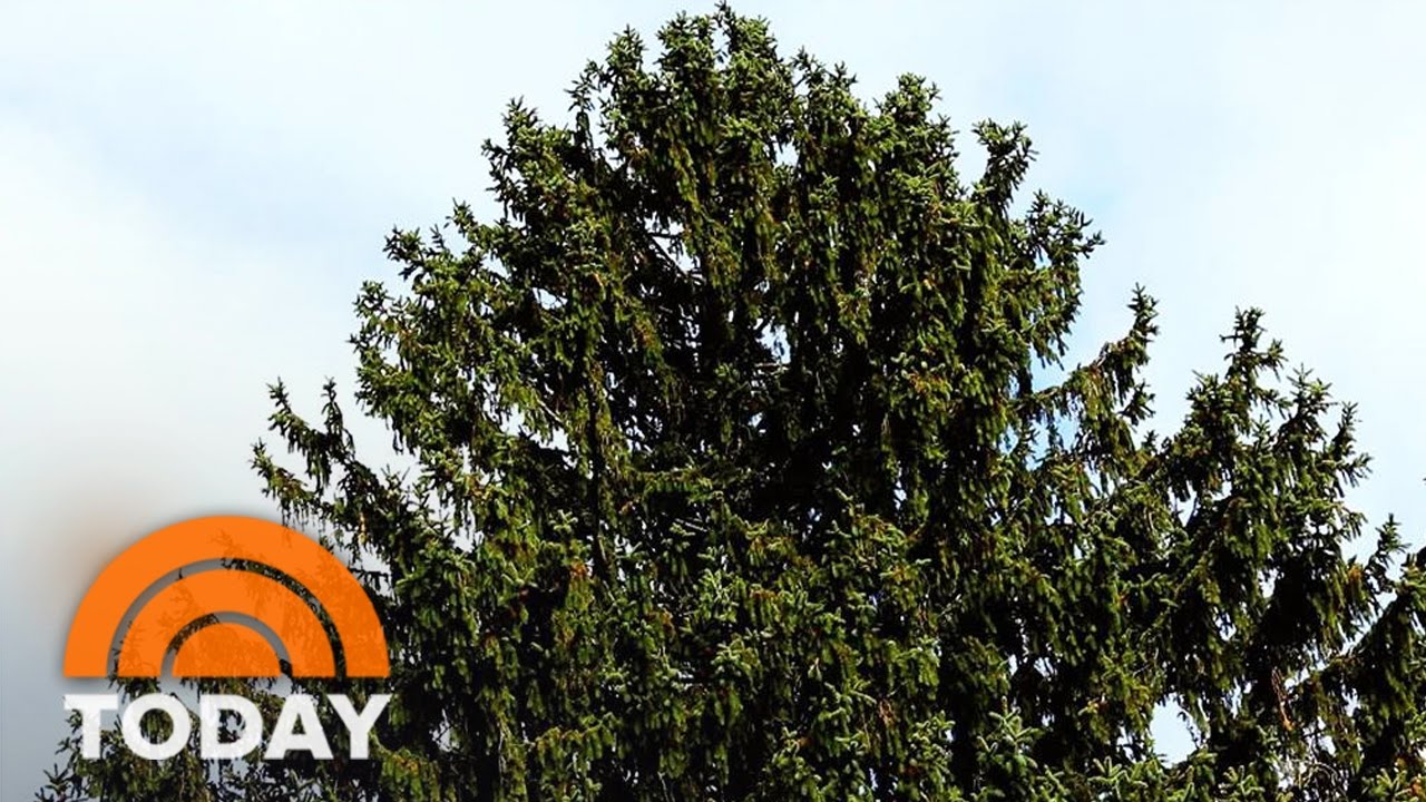 First Look At The 94-Foot Rockefeller Center Christmas Tree | TODAY ...